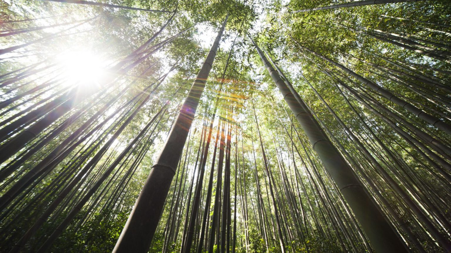 Damyang Bamboo Forest bezoeken: tips en uitleg - AllesOverKorea.nl